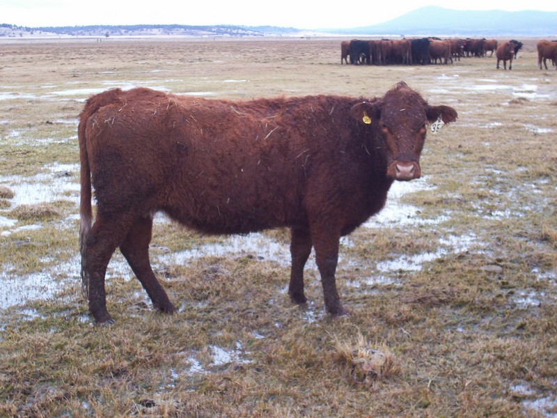 Flying T Salers -- Cow Pictures